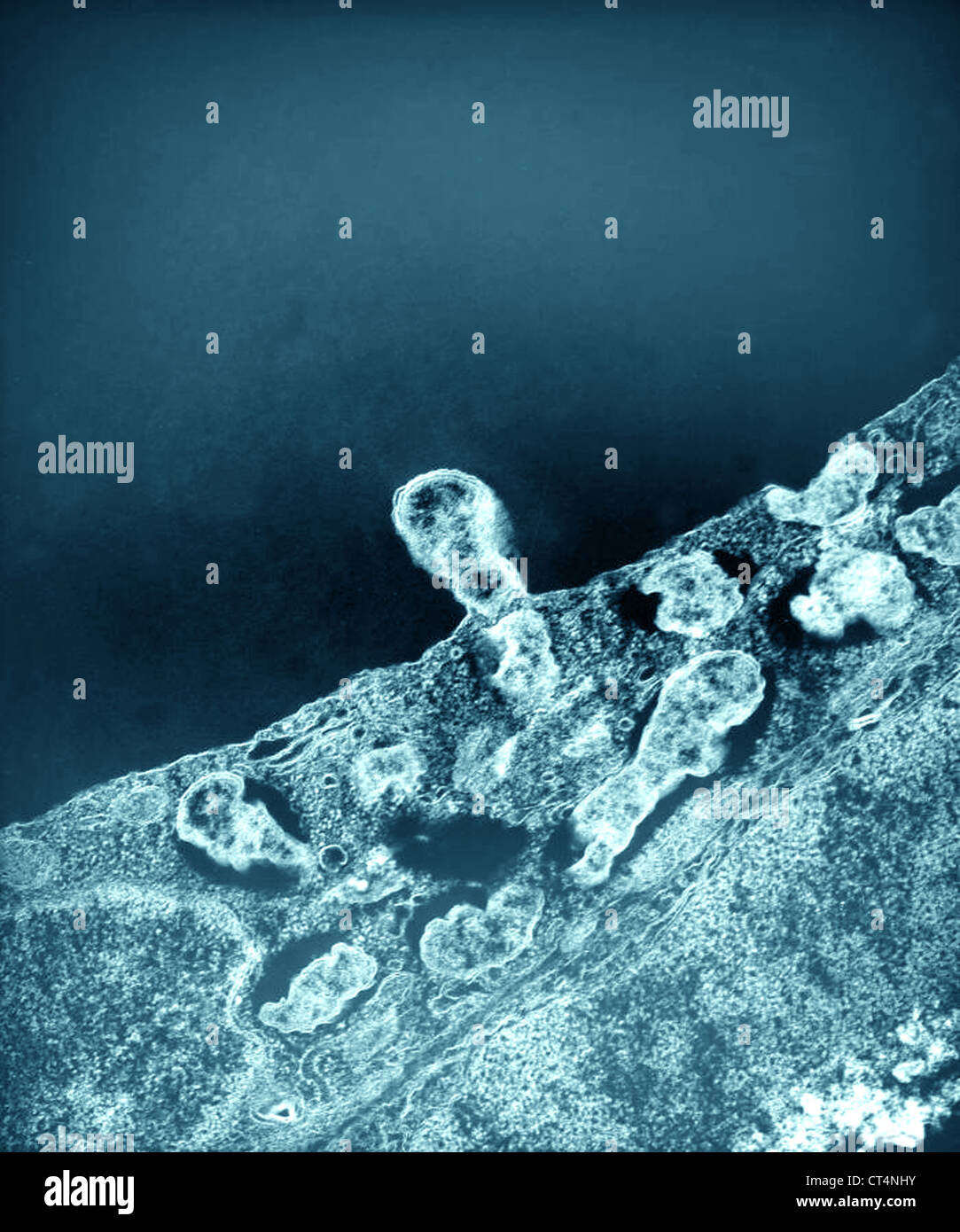 Orientia tsutsugamushi -Fotos und -Bildmaterial in hoher Auflösung – Alamy
