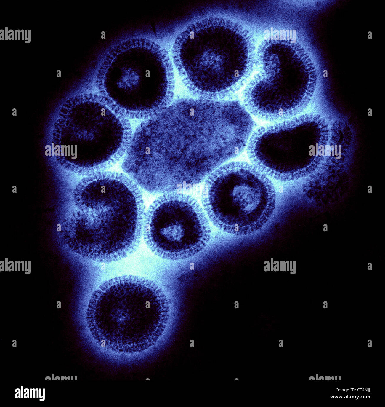 Influenza virion tem -Fotos und -Bildmaterial in hoher Auflösung – Alamy