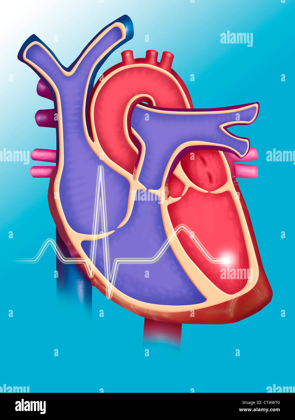 Venensystem und ekg -Fotos und -Bildmaterial in hoher Auflösung – Alamy