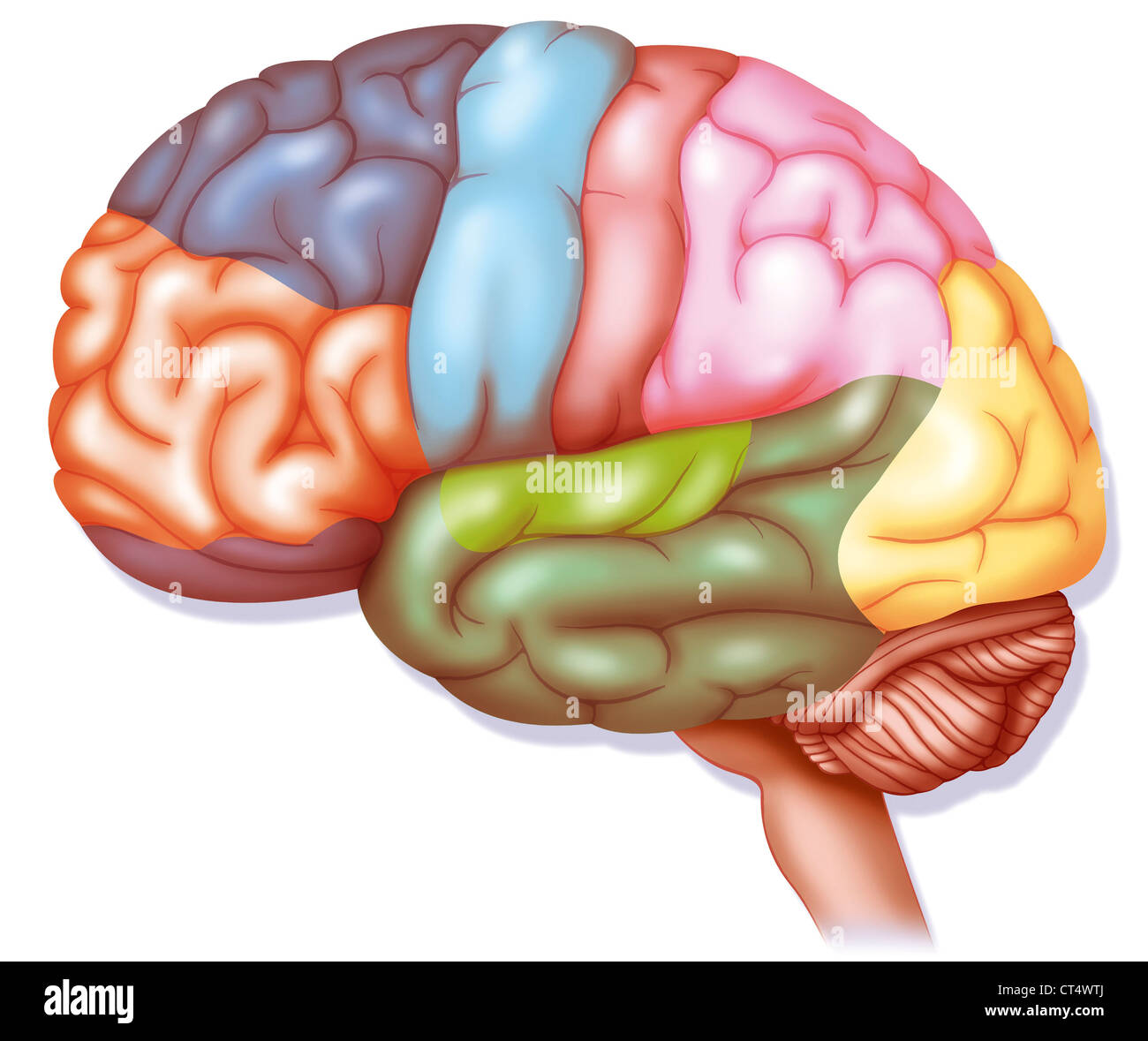 Motorischer Cortex Stockfotos und -bilder Kaufen - Alamy