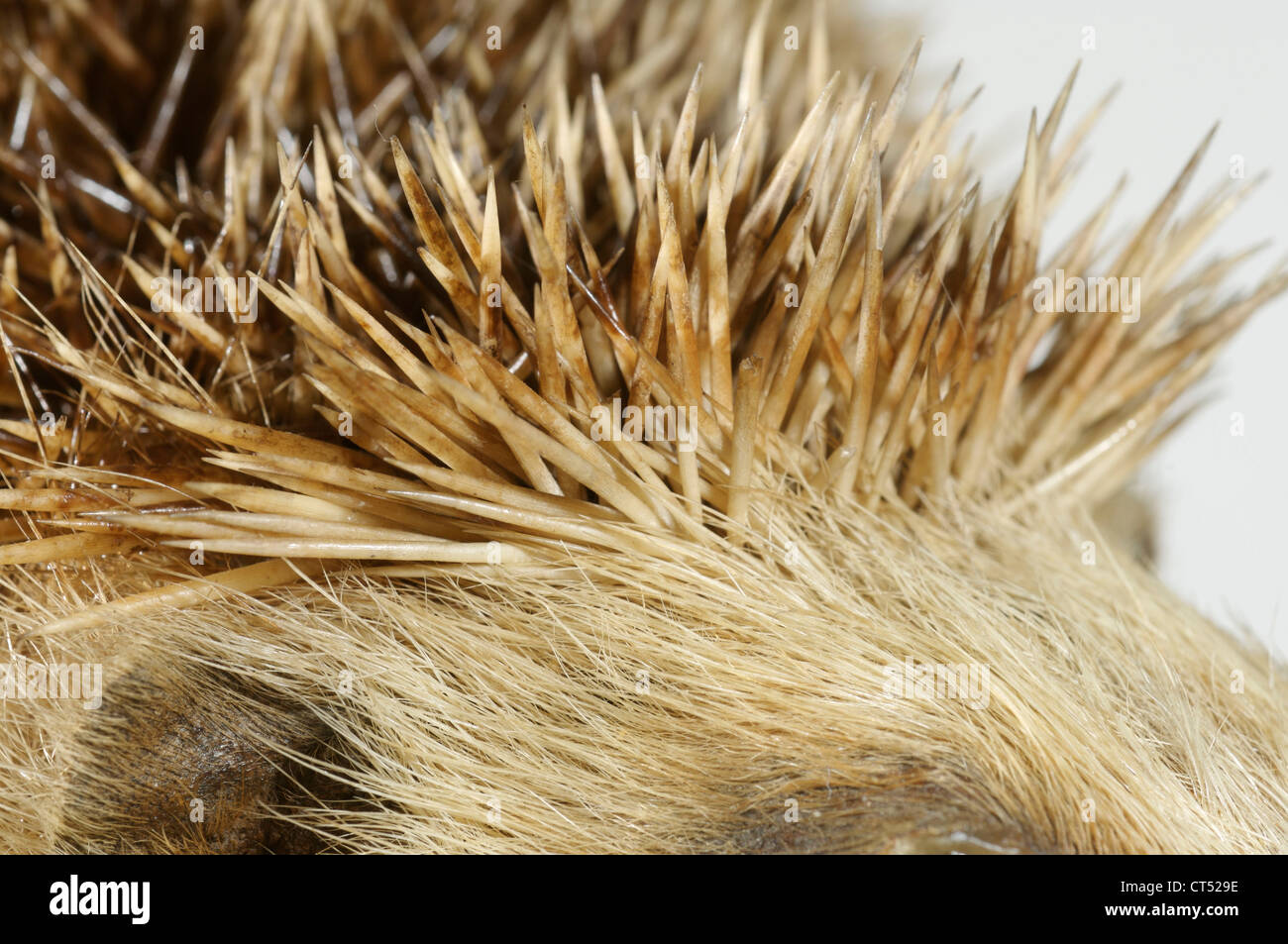 Igel anatomie -Fotos und -Bildmaterial in hoher Auflösung – Alamy
