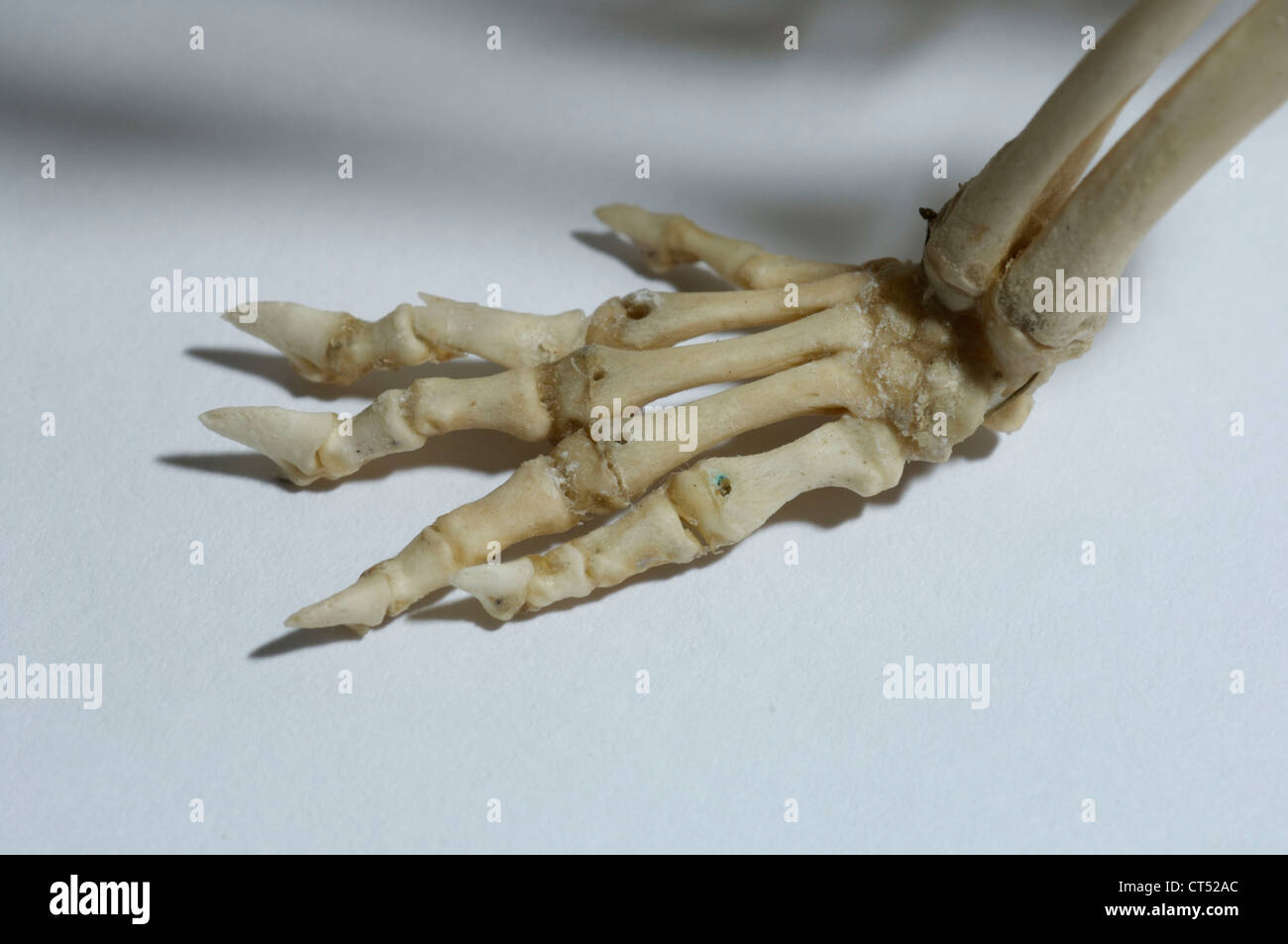 Igel anatomie -Fotos und -Bildmaterial in hoher Auflösung – Alamy