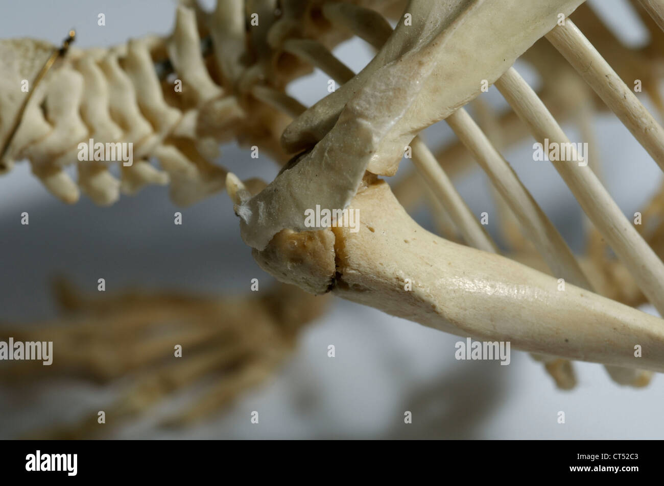Igel anatomie -Fotos und -Bildmaterial in hoher Auflösung – Alamy