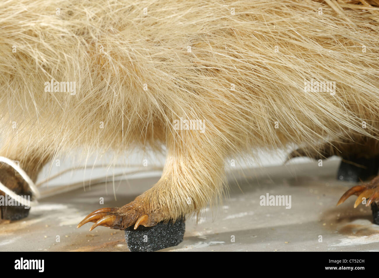 Igel anatomie -Fotos und -Bildmaterial in hoher Auflösung – Alamy