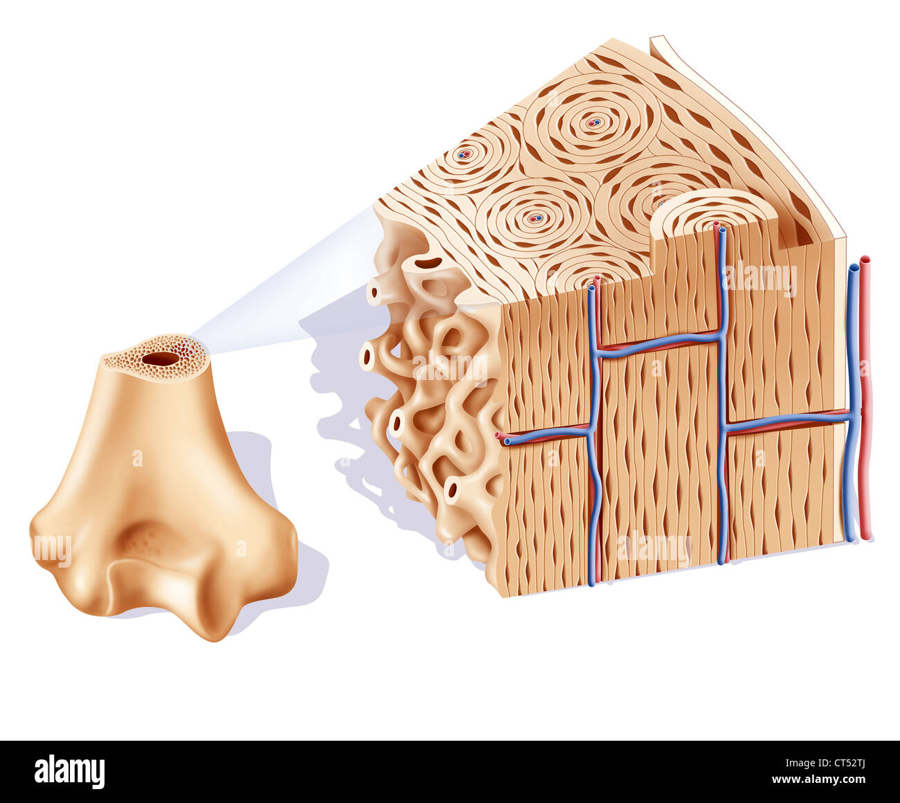 Knochen zeichnung -Fotos und -Bildmaterial in hoher Auflösung – Alamy