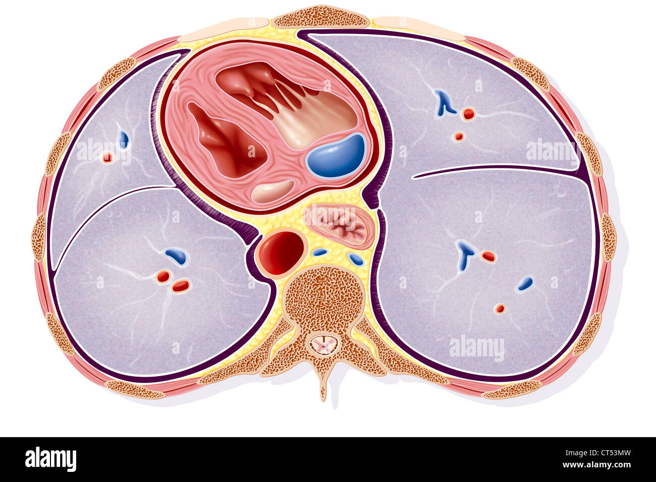 Thorax brustkorb -Fotos und -Bildmaterial in hoher Auflösung – Alamy