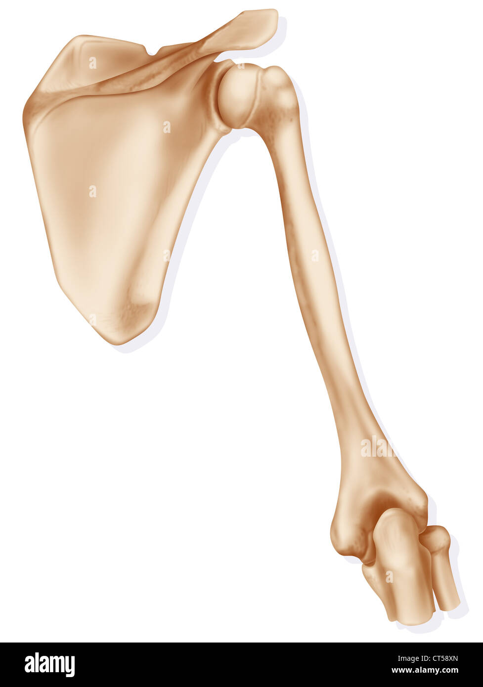 Schulter Anatomie Hinten Stockfotos und -bilder Kaufen - Alamy