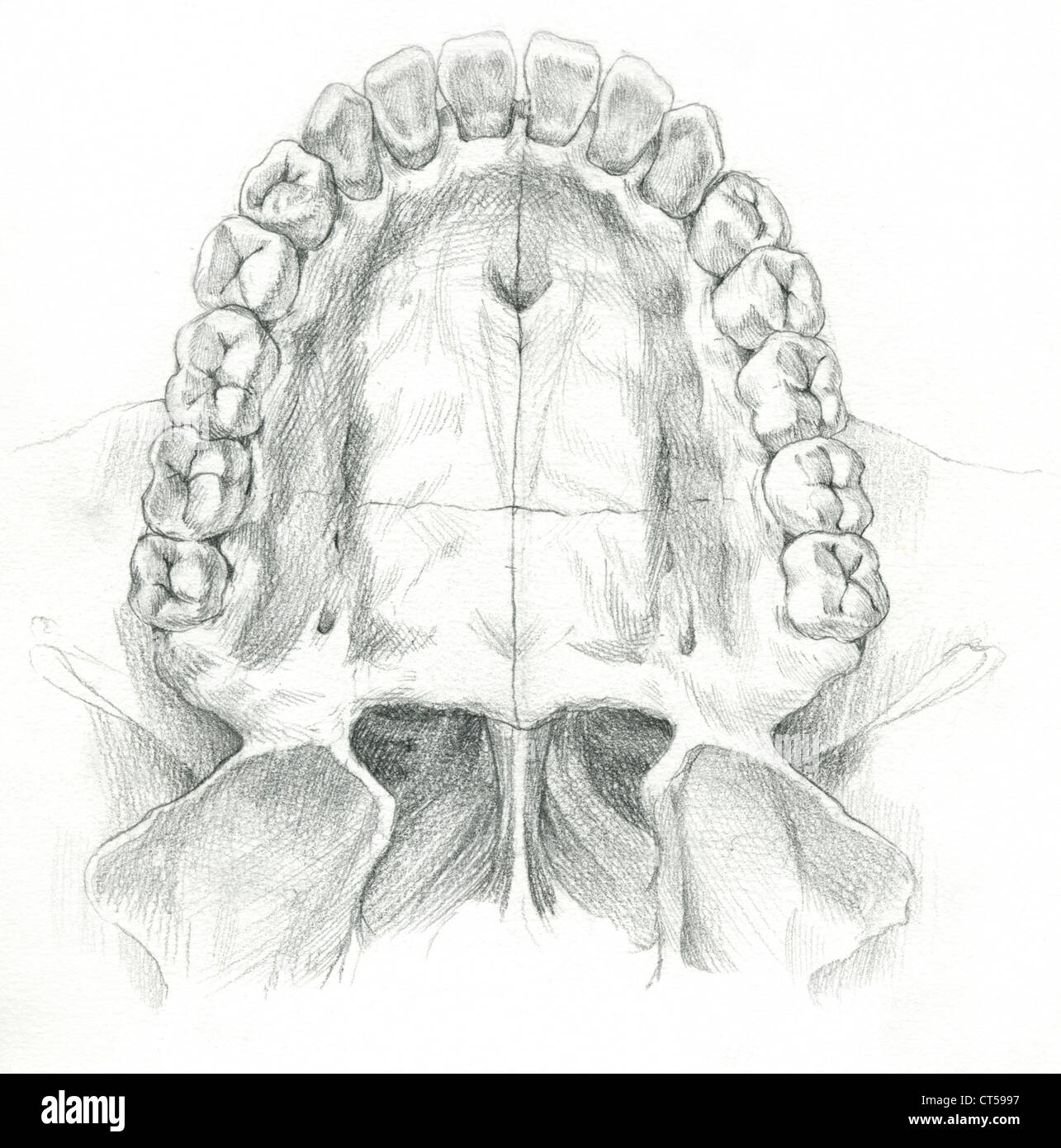 Gebiss anatomie zeichnung -Fotos und -Bildmaterial in hoher Auflösung ...