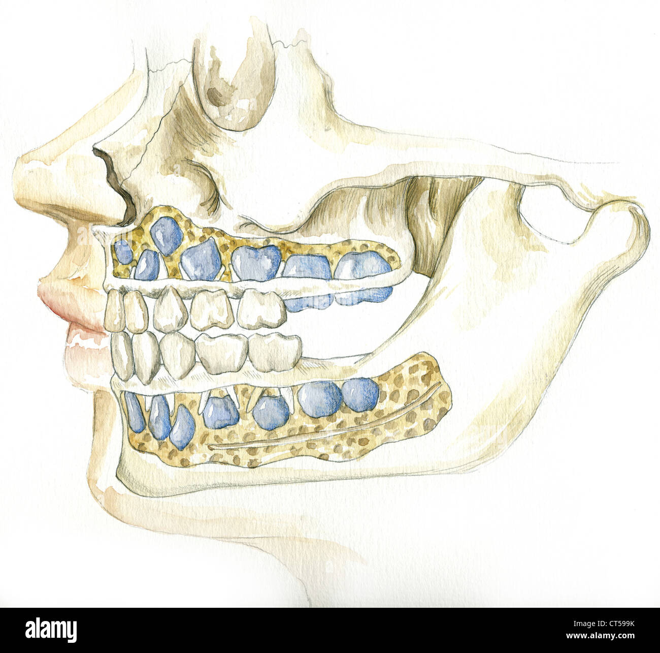Gebiss Anatomie Zeichnung Stockfotos und -bilder Kaufen - Alamy