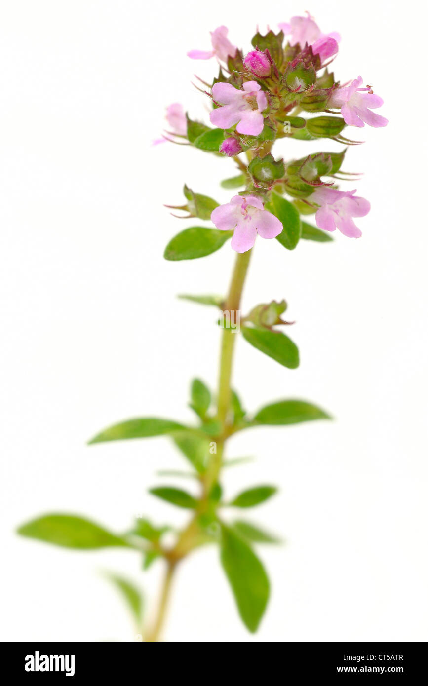 Thyme in bloom thymus sp -Fotos und -Bildmaterial in hoher Auflösung ...