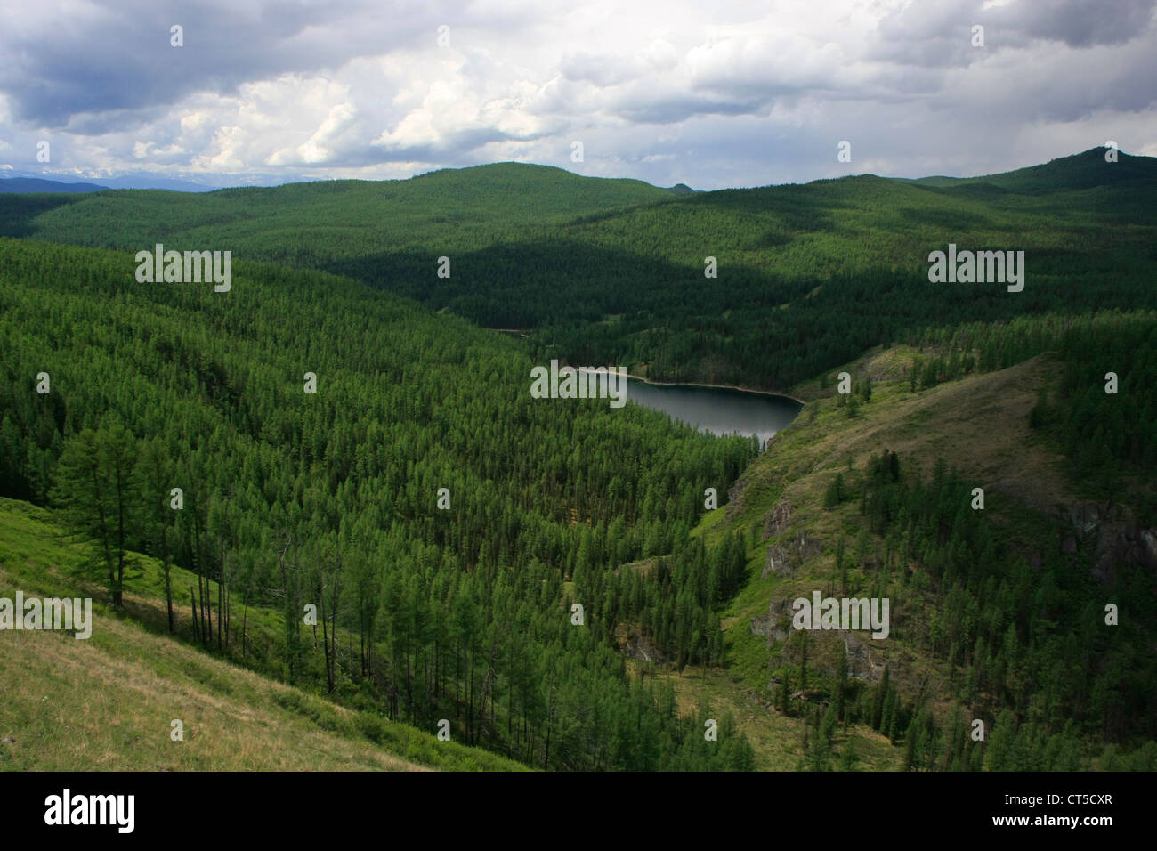 Siberia Forest Stockfotos & Siberia Forest Bilder - Alamy