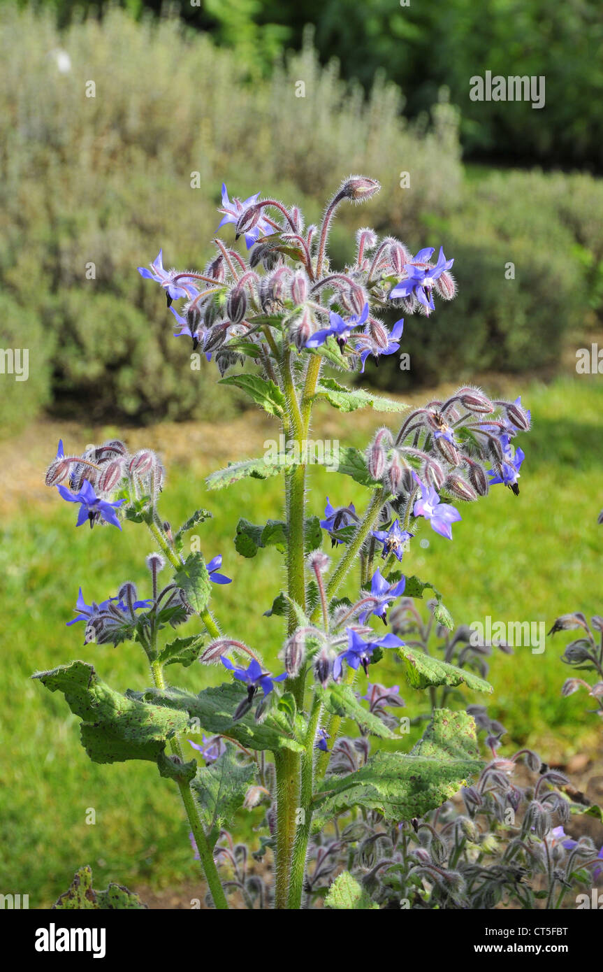 Gemeine borretsch borago officinalis -Fotos und -Bildmaterial in hoher ...