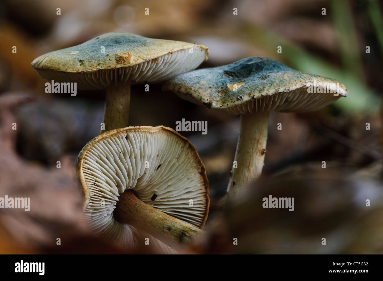 Toadstool dapperling fungus fungi -Fotos und -Bildmaterial in hoher ...