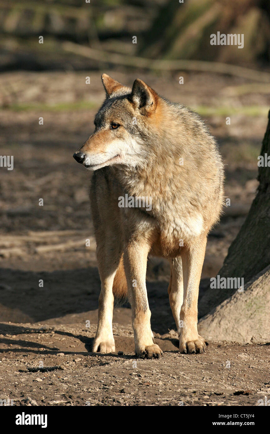 Wolf canis sp -Fotos und -Bildmaterial in hoher Auflösung – Alamy