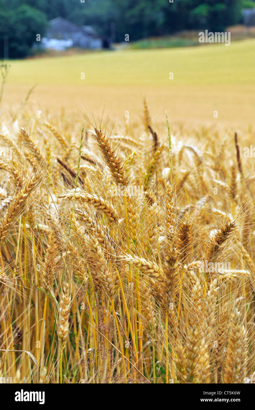 Pflanzen, die weizen anbauen -Fotos und -Bildmaterial in hoher ...