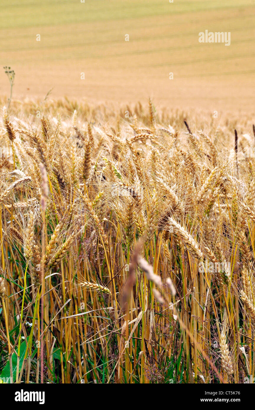Pflanzen, die weizen anbauen -Fotos und -Bildmaterial in hoher ...
