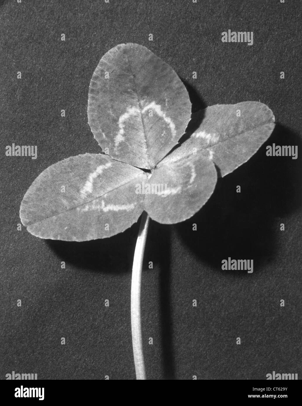 Klee oder kleeblatt Schwarzweiß-Stockfotos und -bilder - Alamy