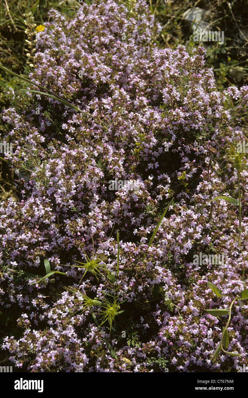 Thyme in bloom thymus sp -Fotos und -Bildmaterial in hoher Auflösung ...