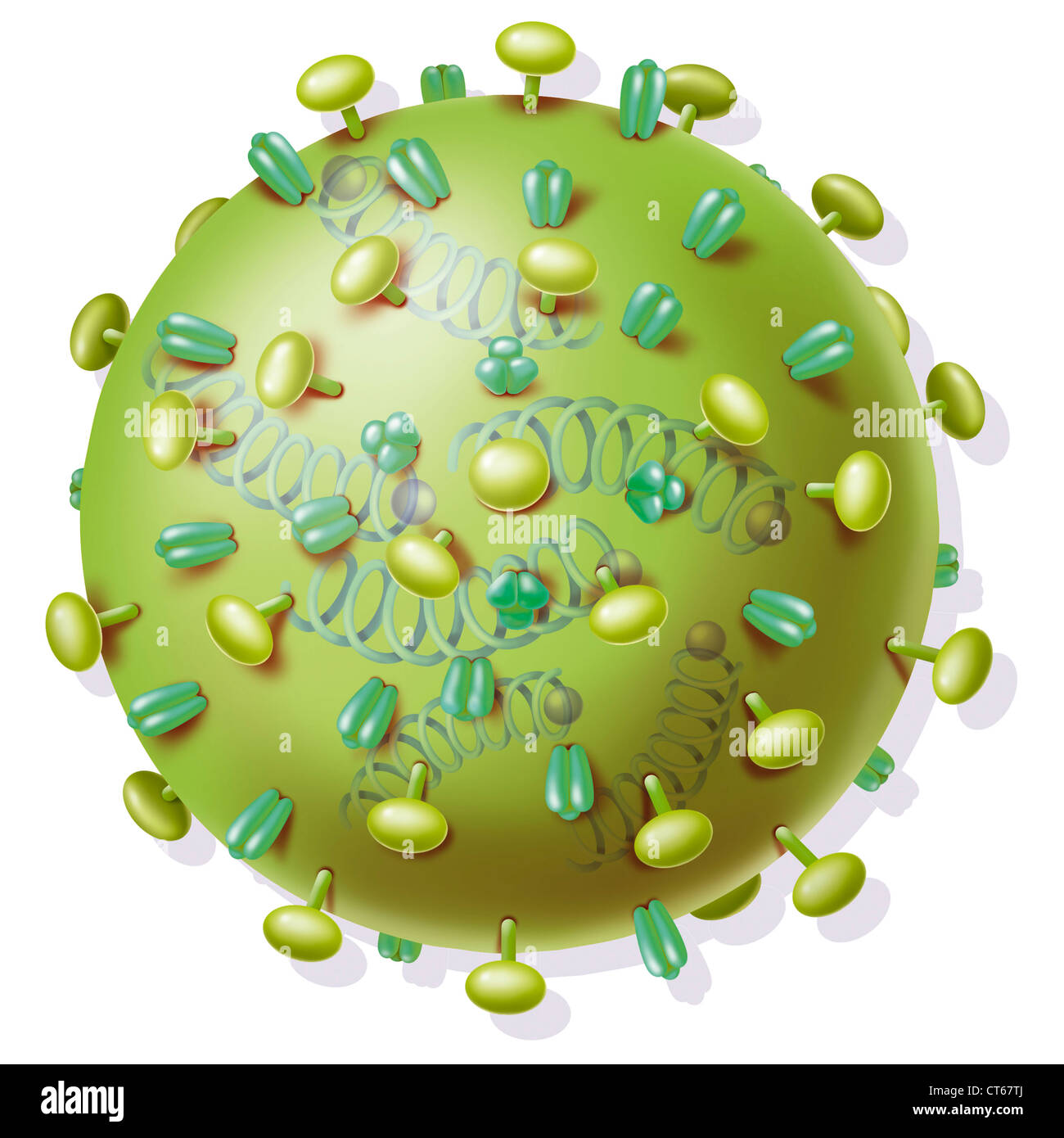 Influenza virus drawing -Fotos und -Bildmaterial in hoher Auflösung ...