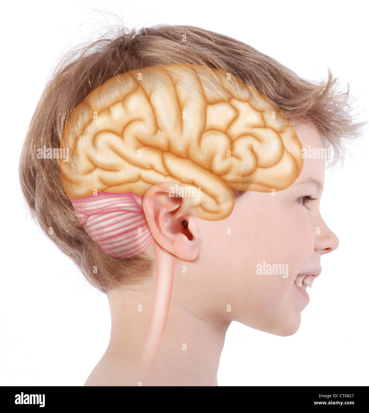 Gyrus angularis -Fotos und -Bildmaterial in hoher Auflösung – Alamy