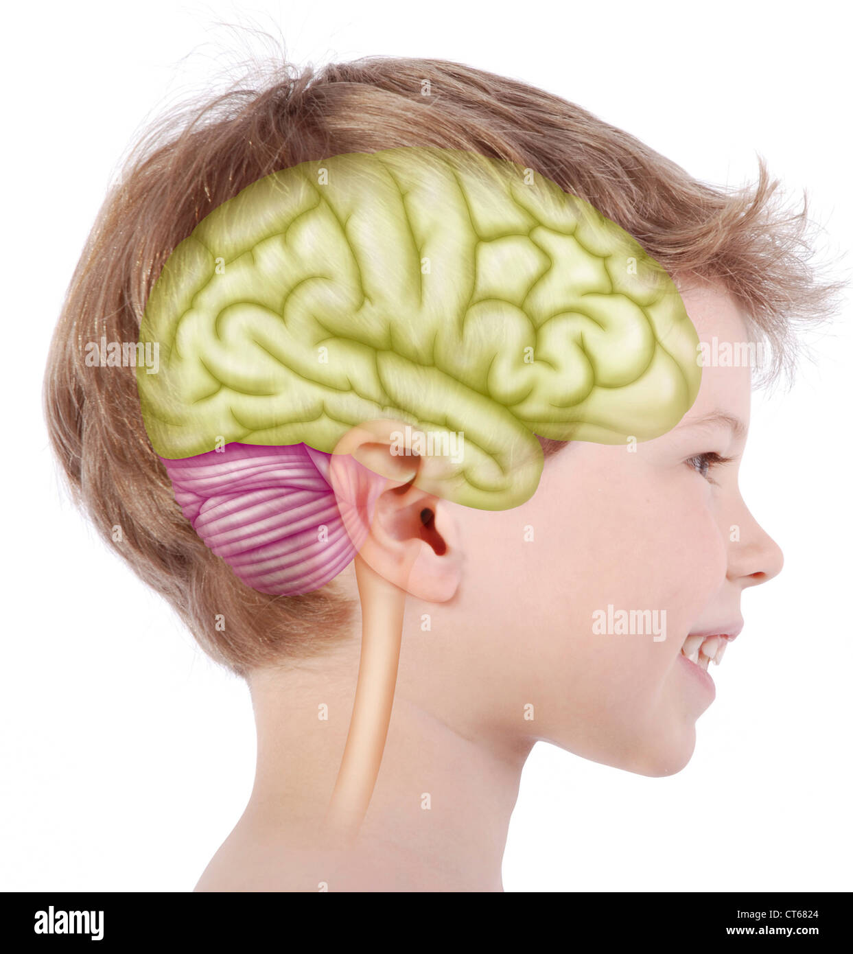 Gyrus angularis -Fotos und -Bildmaterial in hoher Auflösung – Alamy