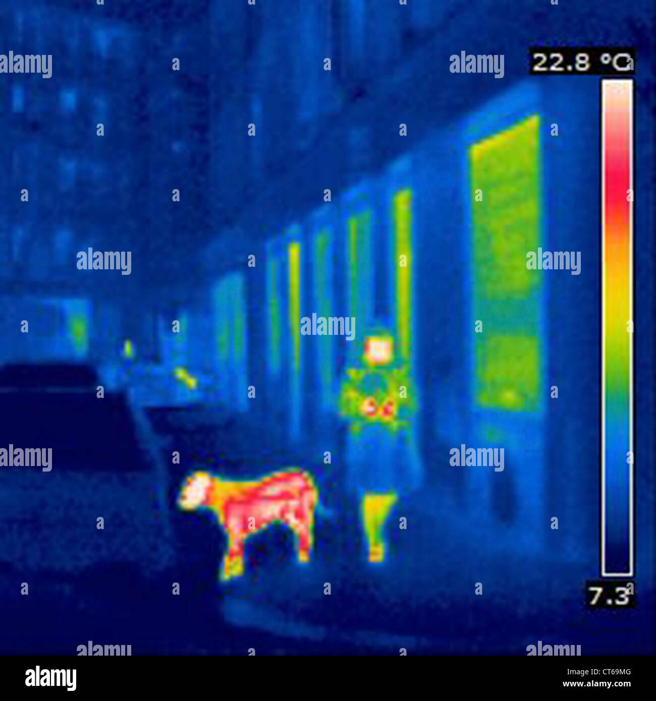 Thermogram animal -Fotos und -Bildmaterial in hoher Auflösung – Alamy