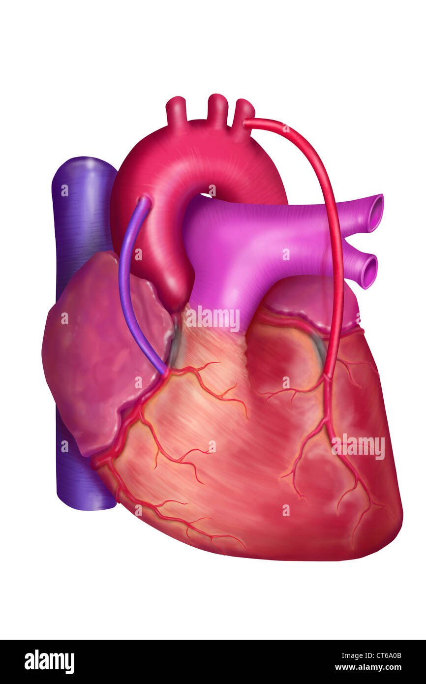Herz Bypass Operationen Stockfotos und -bilder Kaufen - Alamy