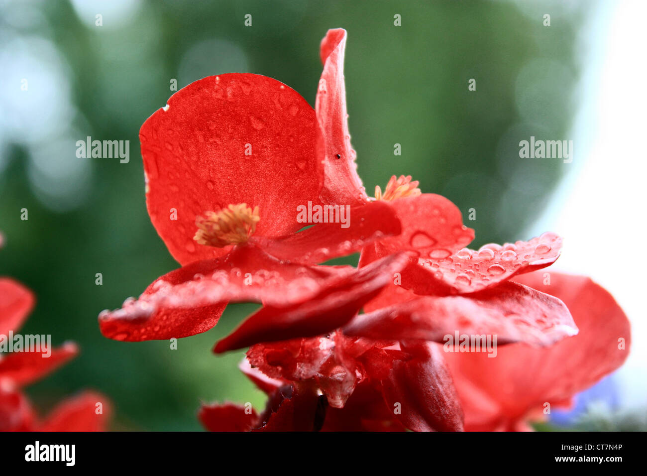Rote begonie -Fotos und -Bildmaterial in hoher Auflösung – Alamy