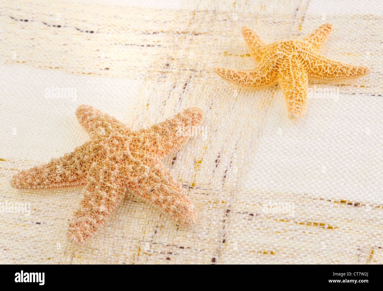 Seestern bild -Fotos und -Bildmaterial in hoher Auflösung – Alamy