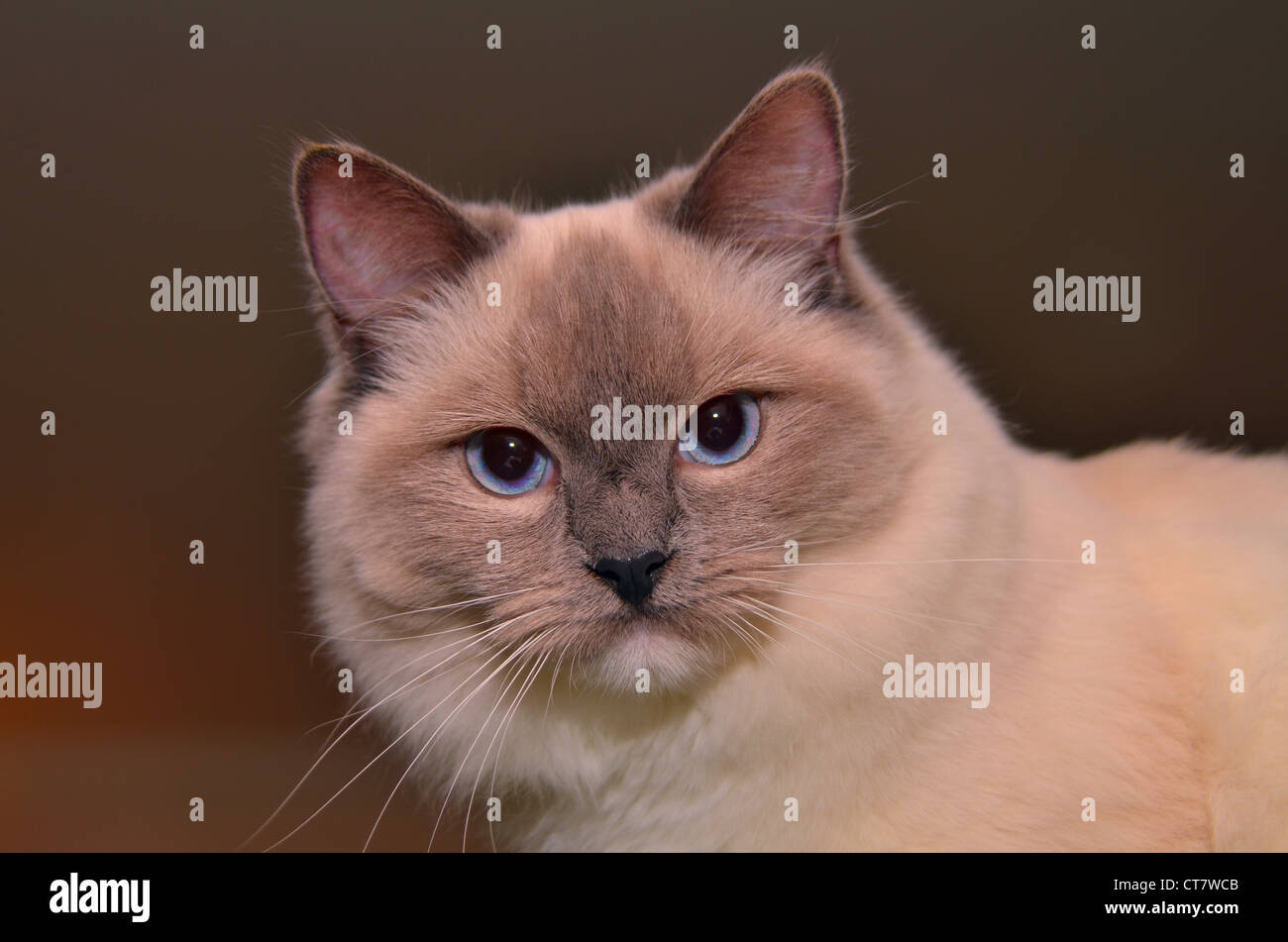 Rag Doll Cat Ragdoll Stockfotos und -bilder Kaufen - Alamy