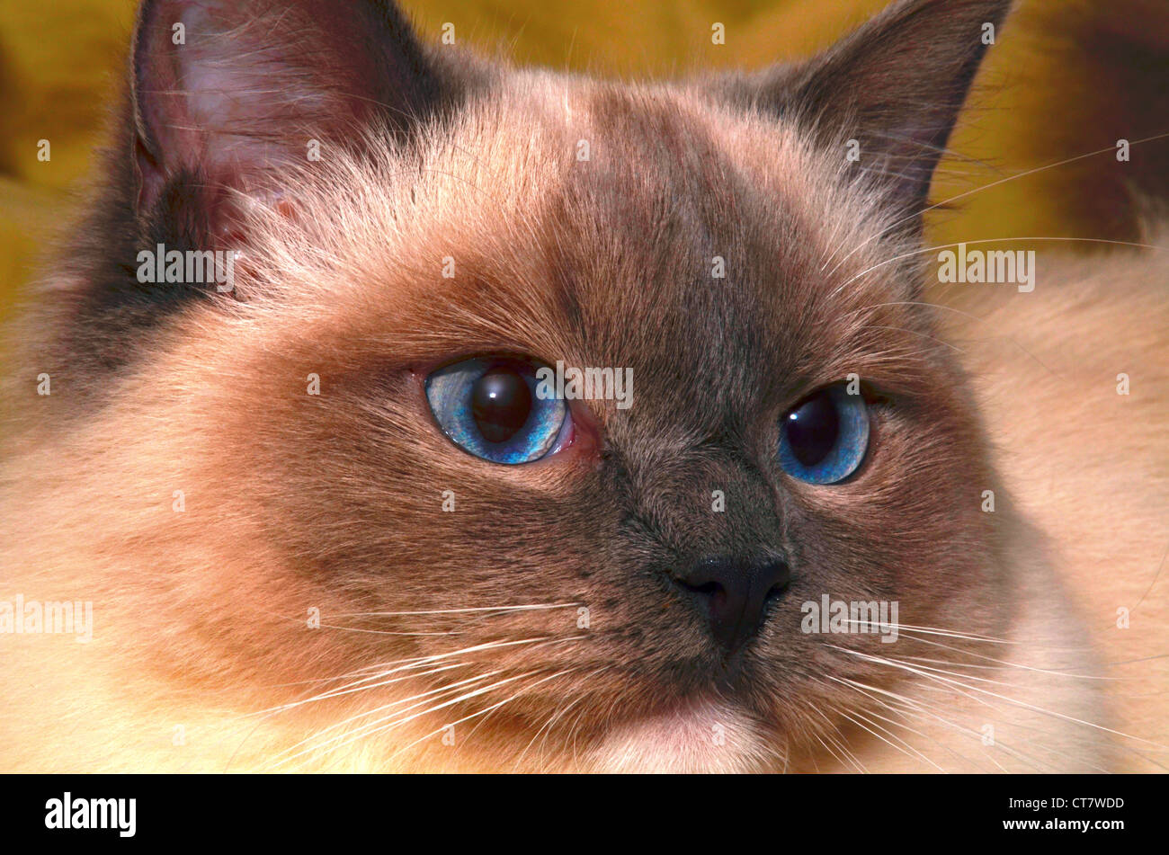 Rag doll cat ragdoll -Fotos und -Bildmaterial in hoher Auflösung – Alamy