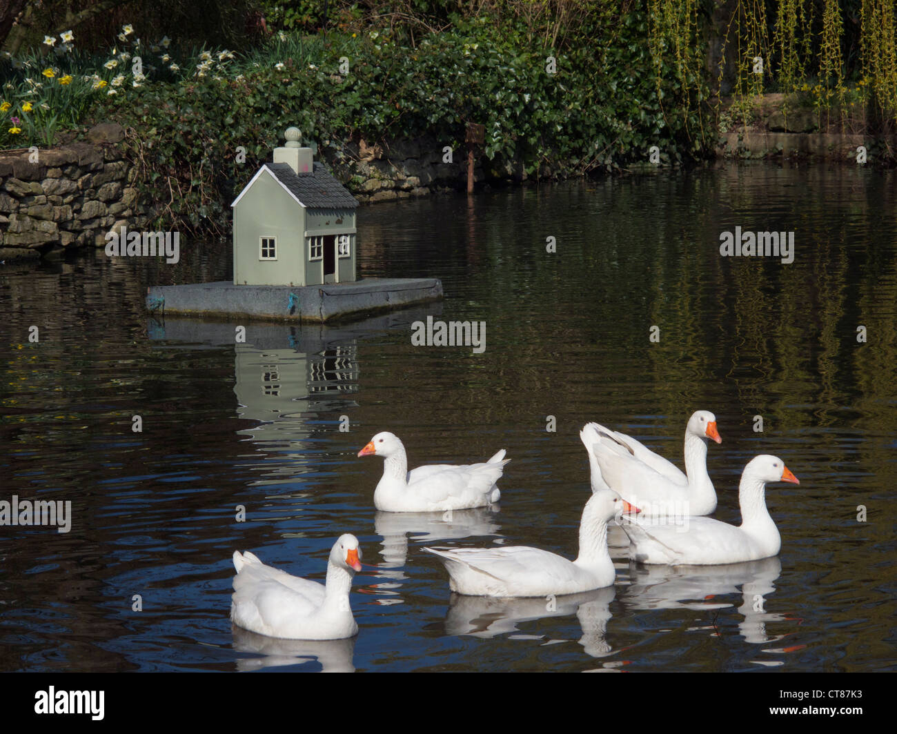 Fünf Gänse auf Dorf Ententeich mit Ente Haus Stockfotografie - Alamy
