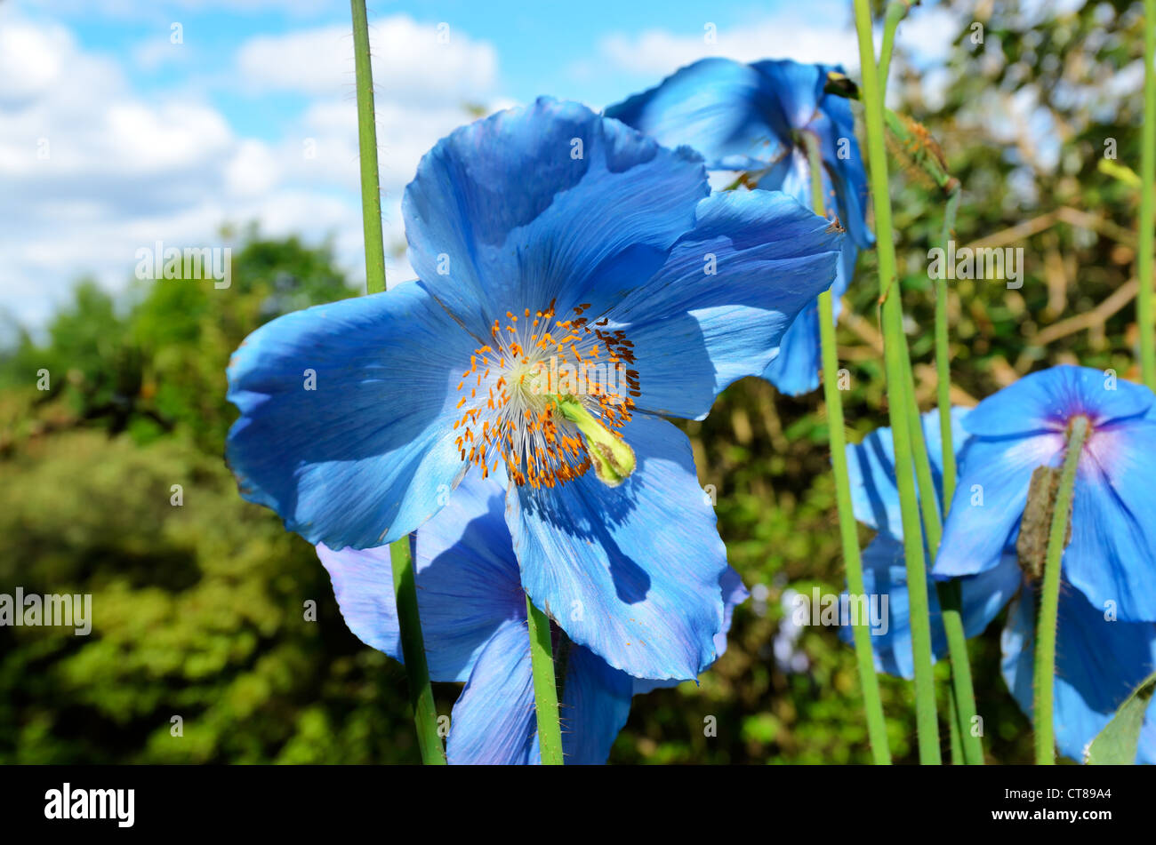 Meconopsis jimmy bayne -Fotos und -Bildmaterial in hoher Auflösung – Alamy