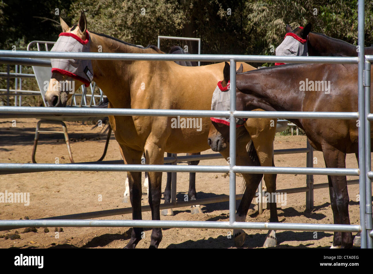 Horse blindfold -Fotos und -Bildmaterial in hoher Auflösung – Alamy