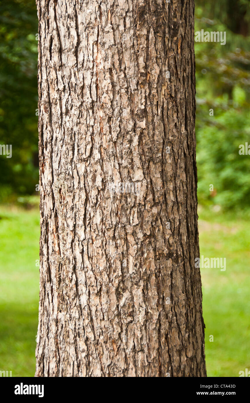 Baum und stamm -Fotos und -Bildmaterial in hoher Auflösung – Alamy