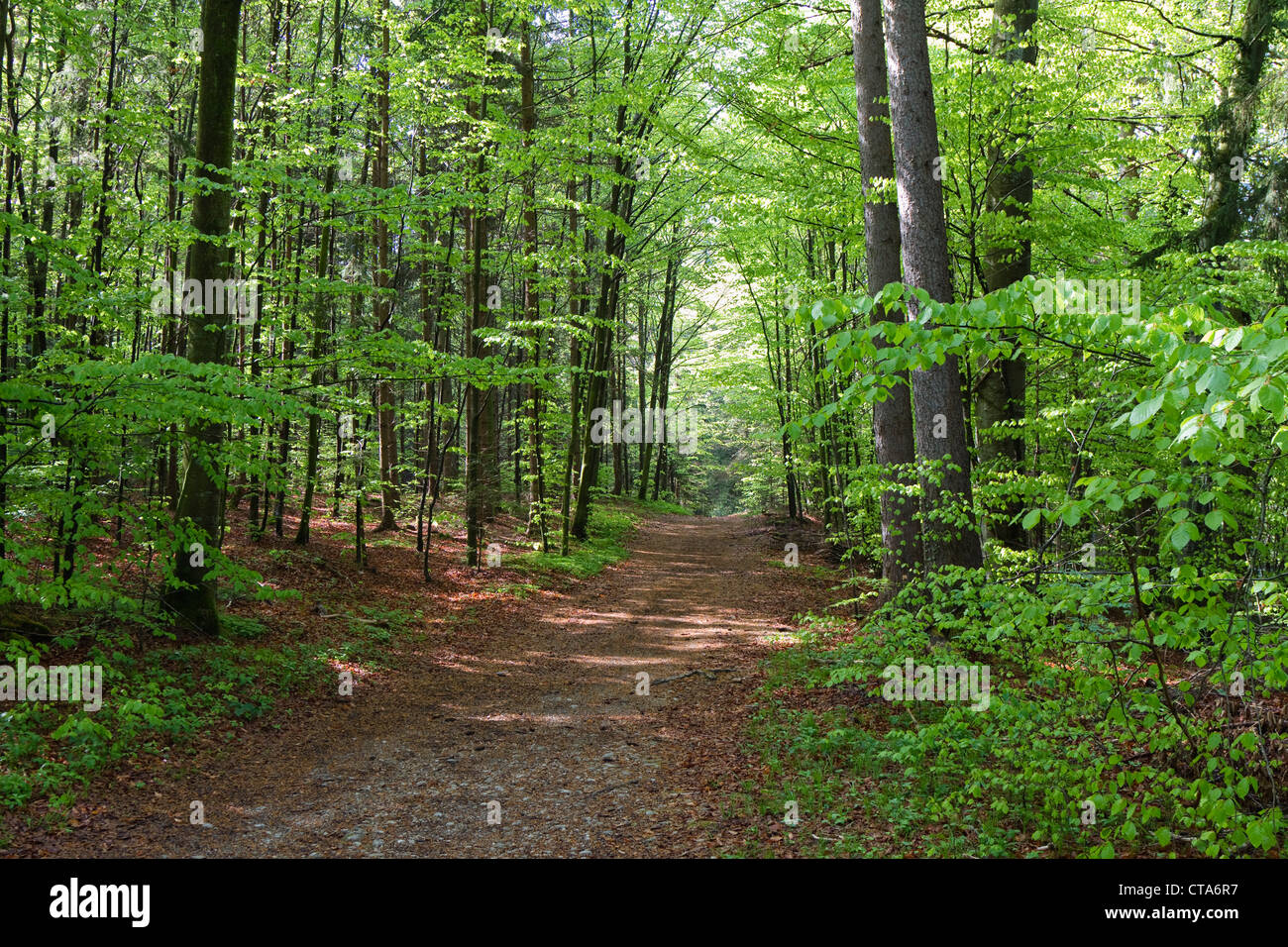 Laubwald Deutschland Stockfotos und -bilder Kaufen - Alamy