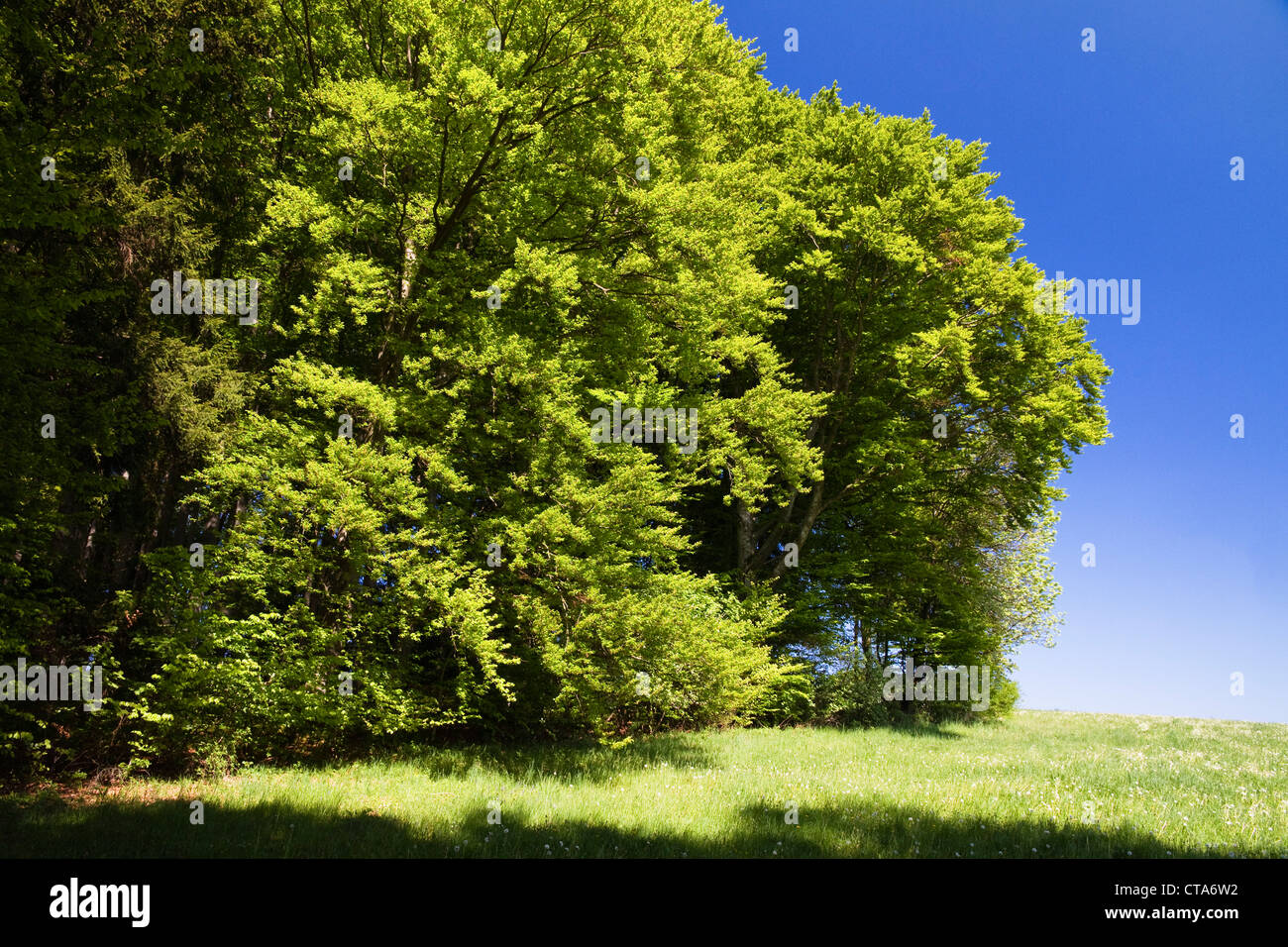 Laubwald Deutschland Stockfotos und -bilder Kaufen - Alamy