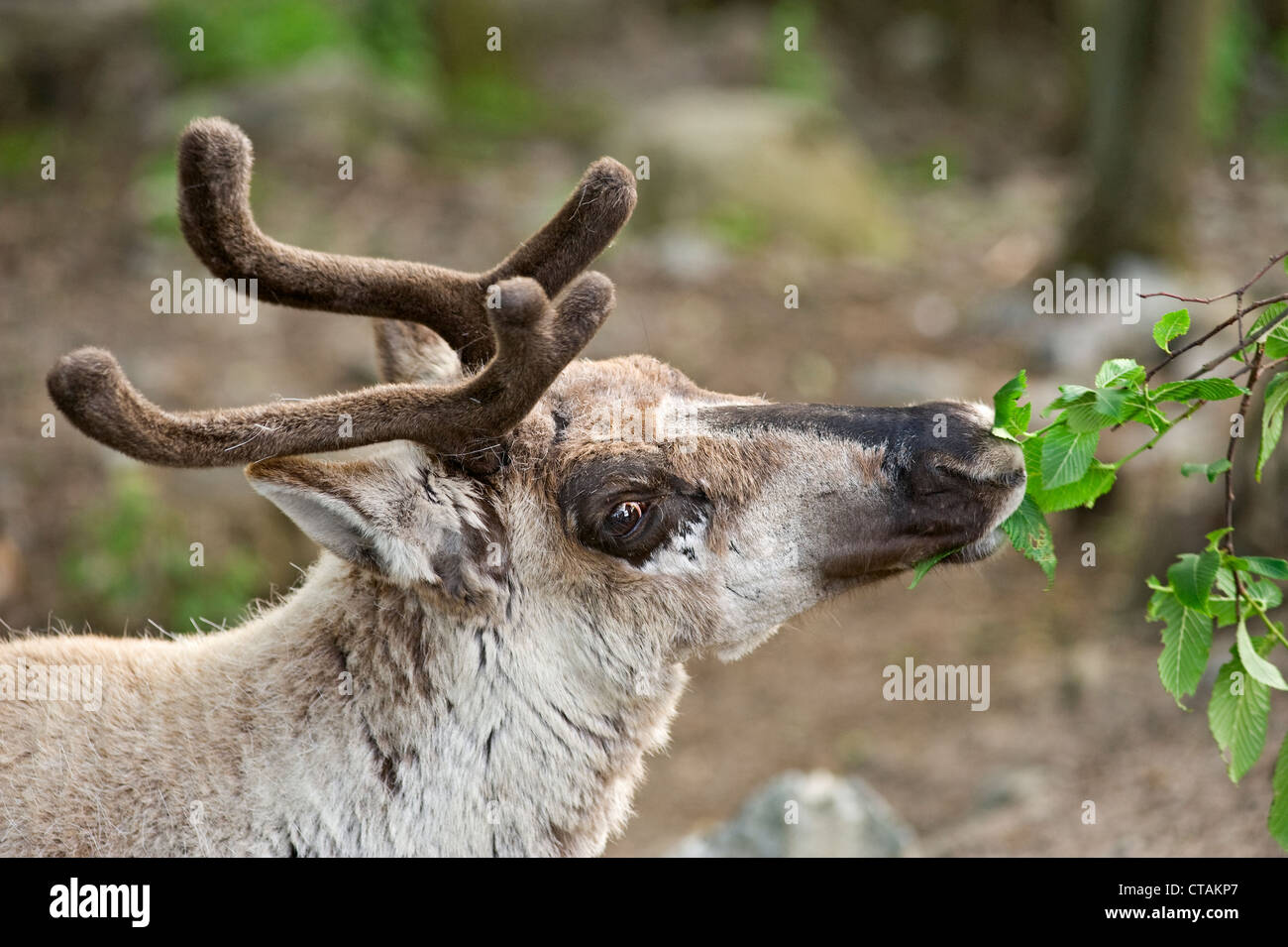 Rentier skansen -Fotos und -Bildmaterial in hoher Auflösung – Alamy