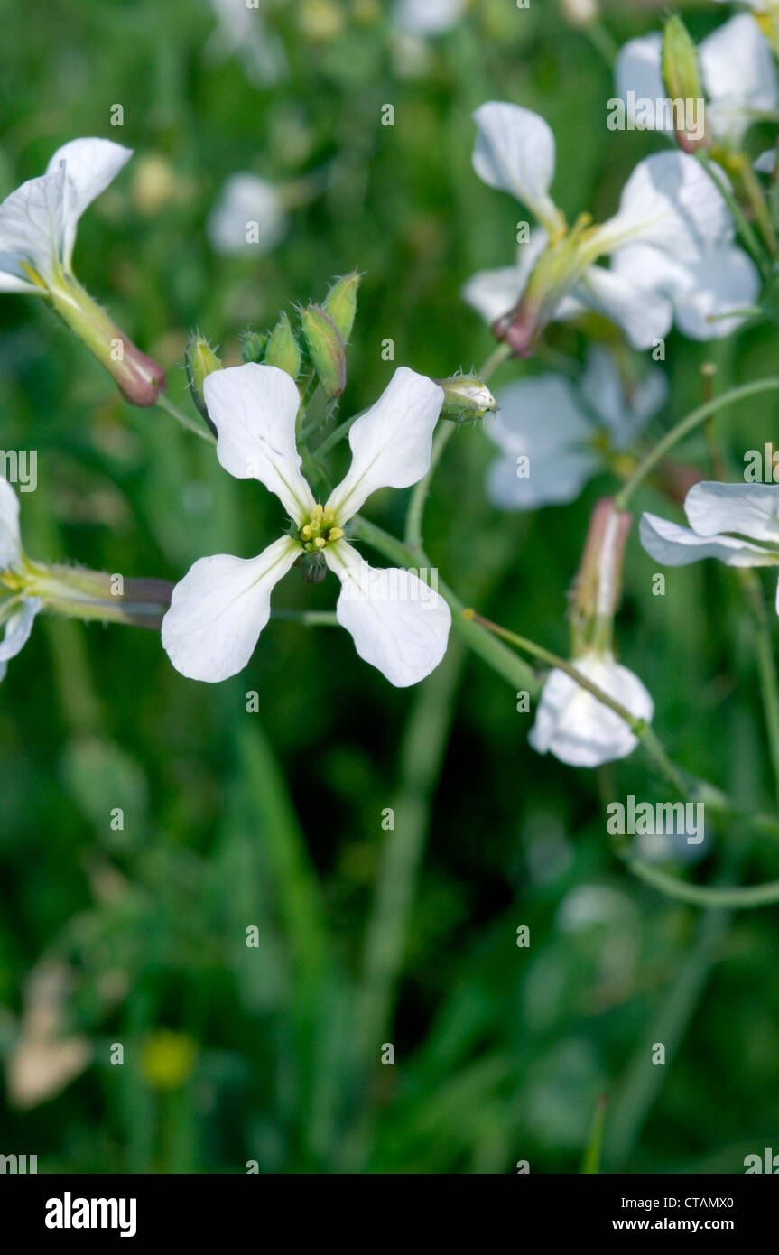 Rettich pflanzenblumen -Fotos und -Bildmaterial in hoher Auflösung – Alamy