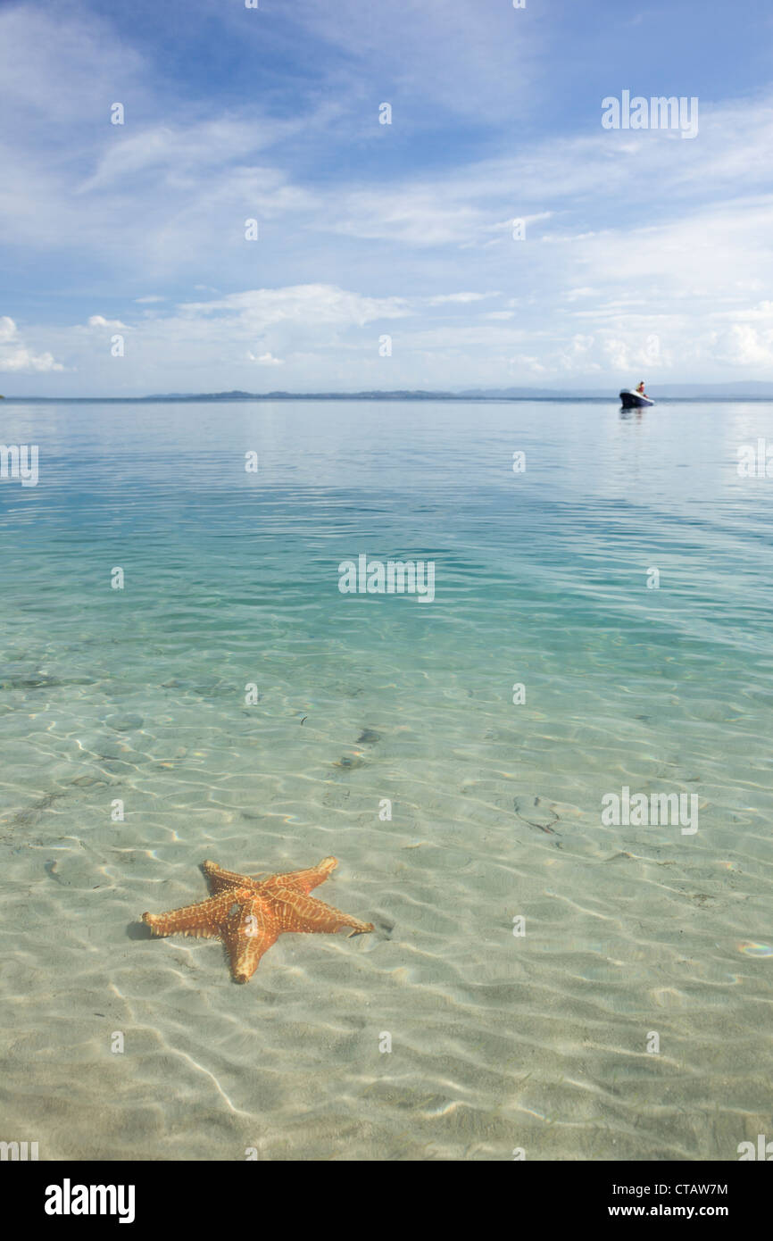 Seestern mit einem Boot im Hintergrund am Seestern Strand auf Isla ...