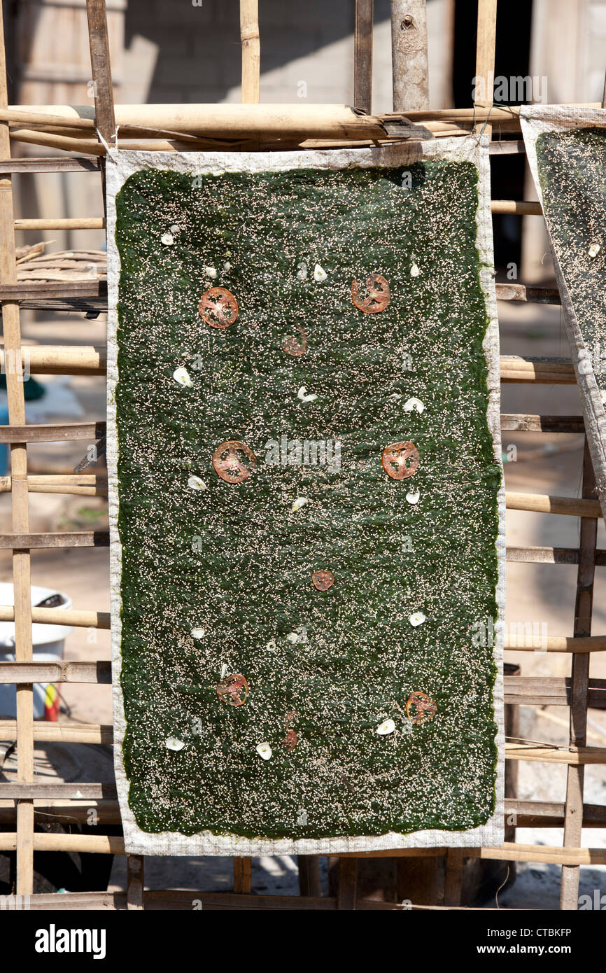 Dünne Bleche aus Fluss Unkraut hing zum Trocknen auf einen Zaun (Muang ...
