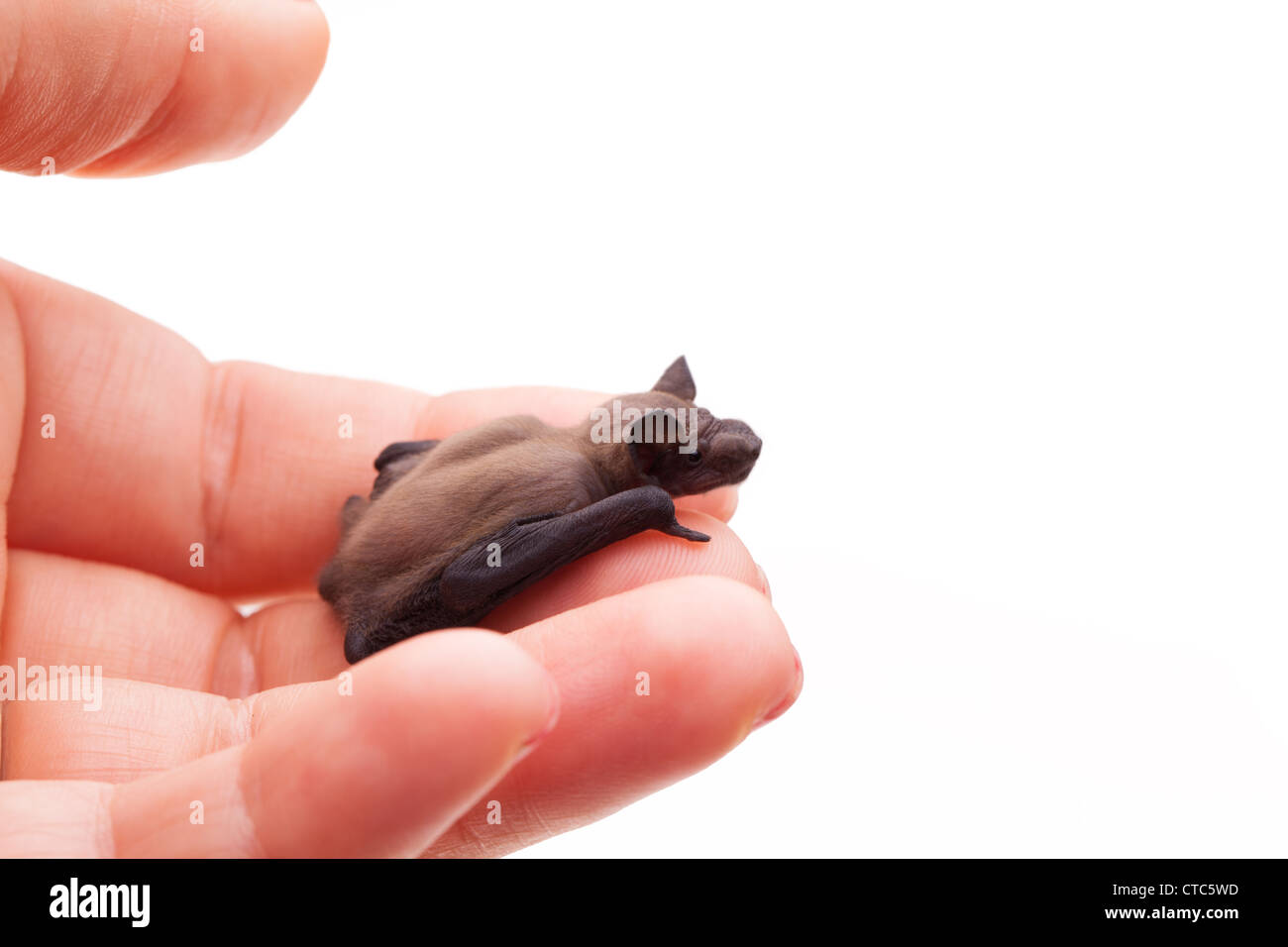 Fledermaus mit baby -Fotos und -Bildmaterial in hoher Auflösung – Alamy