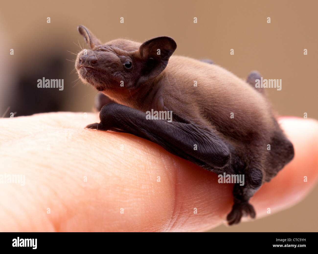 Fledermaus mit baby -Fotos und -Bildmaterial in hoher Auflösung – Alamy