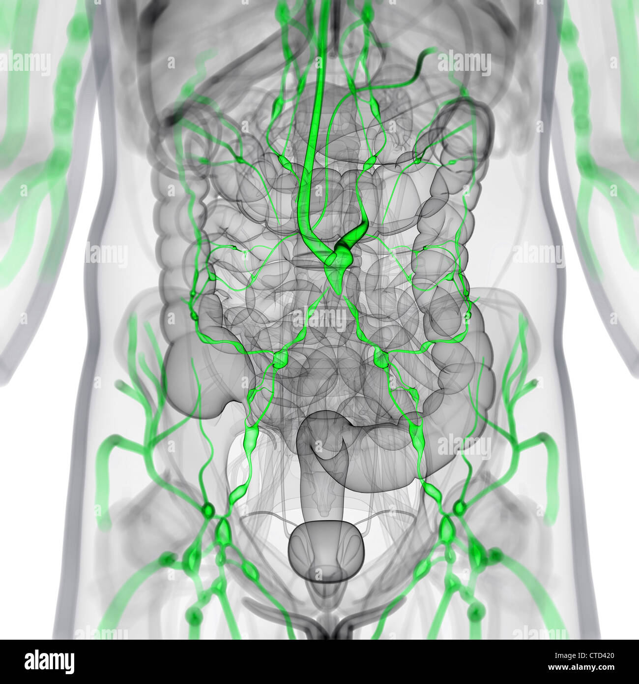 Lymphatische System Kunstwerk Stockfotografie - Alamy