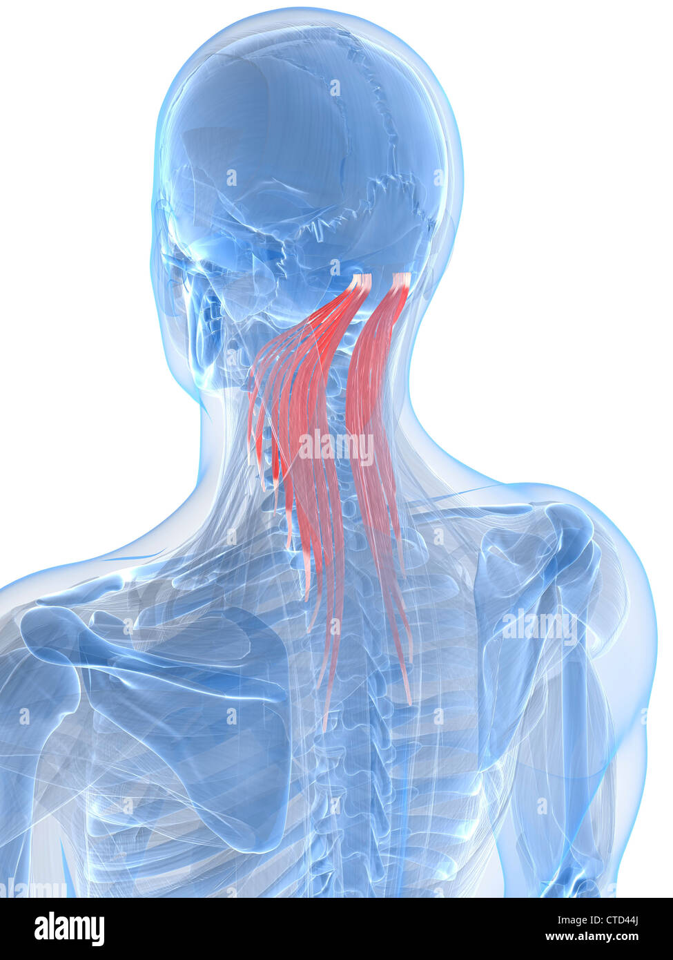 Bemuskeltem hals -Fotos und -Bildmaterial in hoher Auflösung – Alamy