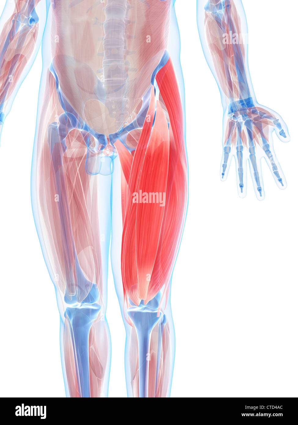Zeichnung anatomie oberschenkel -Fotos und -Bildmaterial in hoher ...