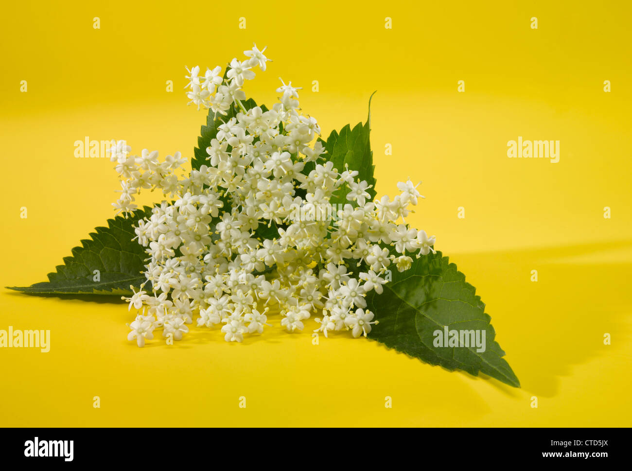 Gemeiner holunder -Fotos und -Bildmaterial in hoher Auflösung – Alamy