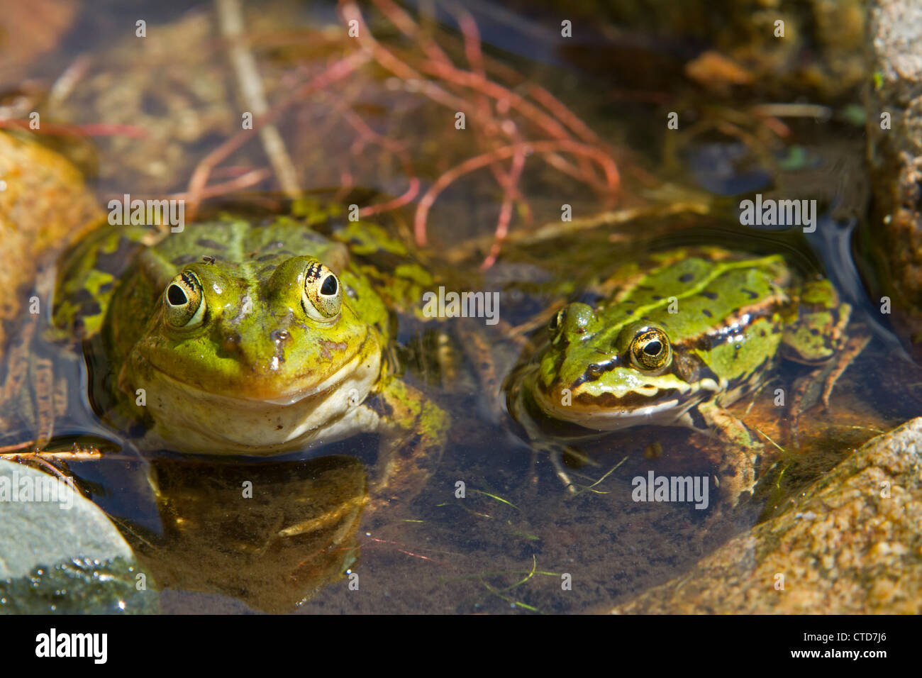 Essbarer frosch und sumpffrosch -Fotos und -Bildmaterial in hoher ...
