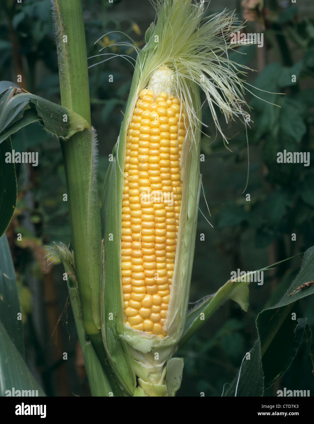Zeigen cob -Fotos und -Bildmaterial in hoher Auflösung – Alamy