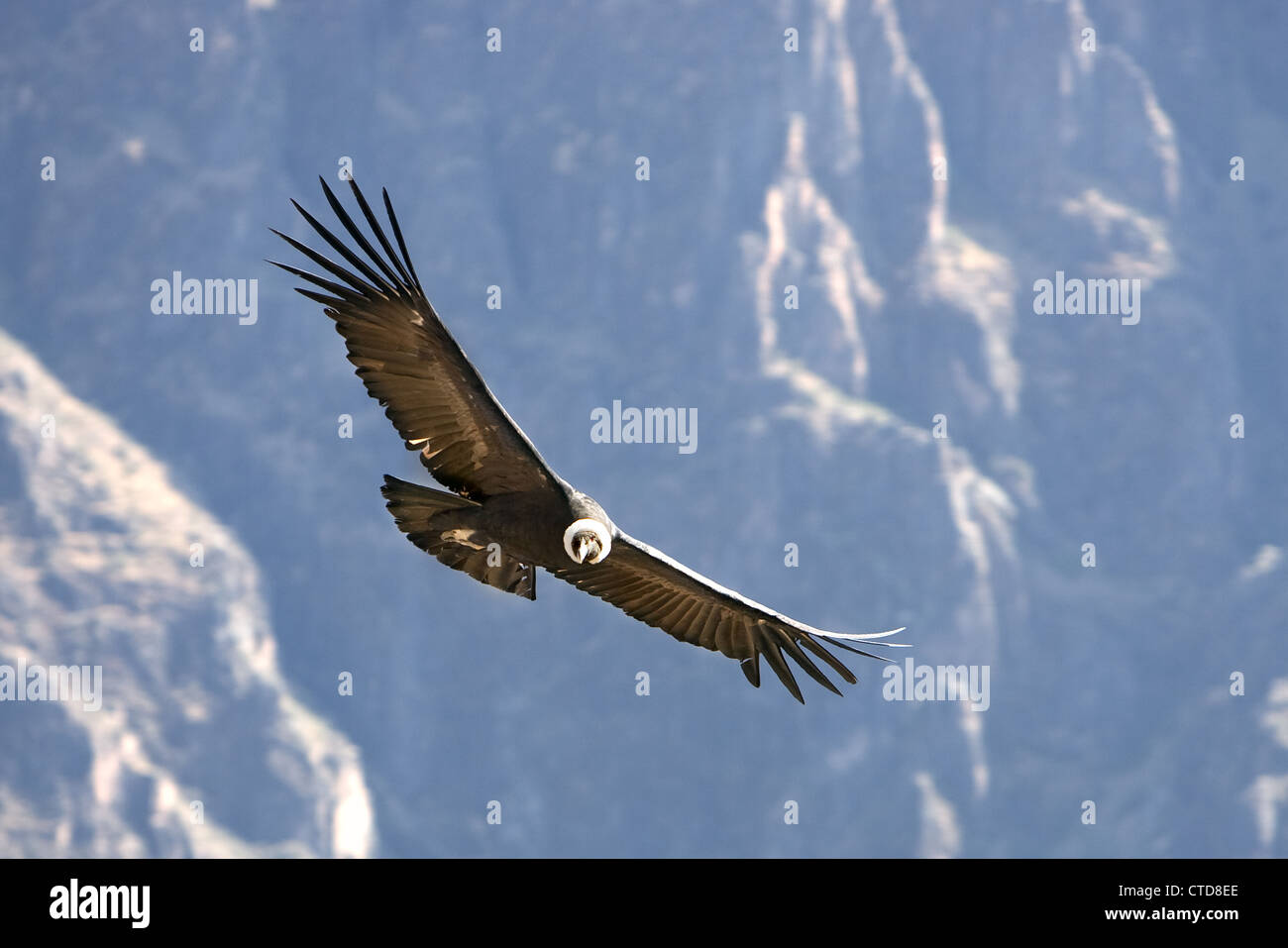 Ein Andenkondor (Vultur Kondor) in den Colca Canyon, Peru ...